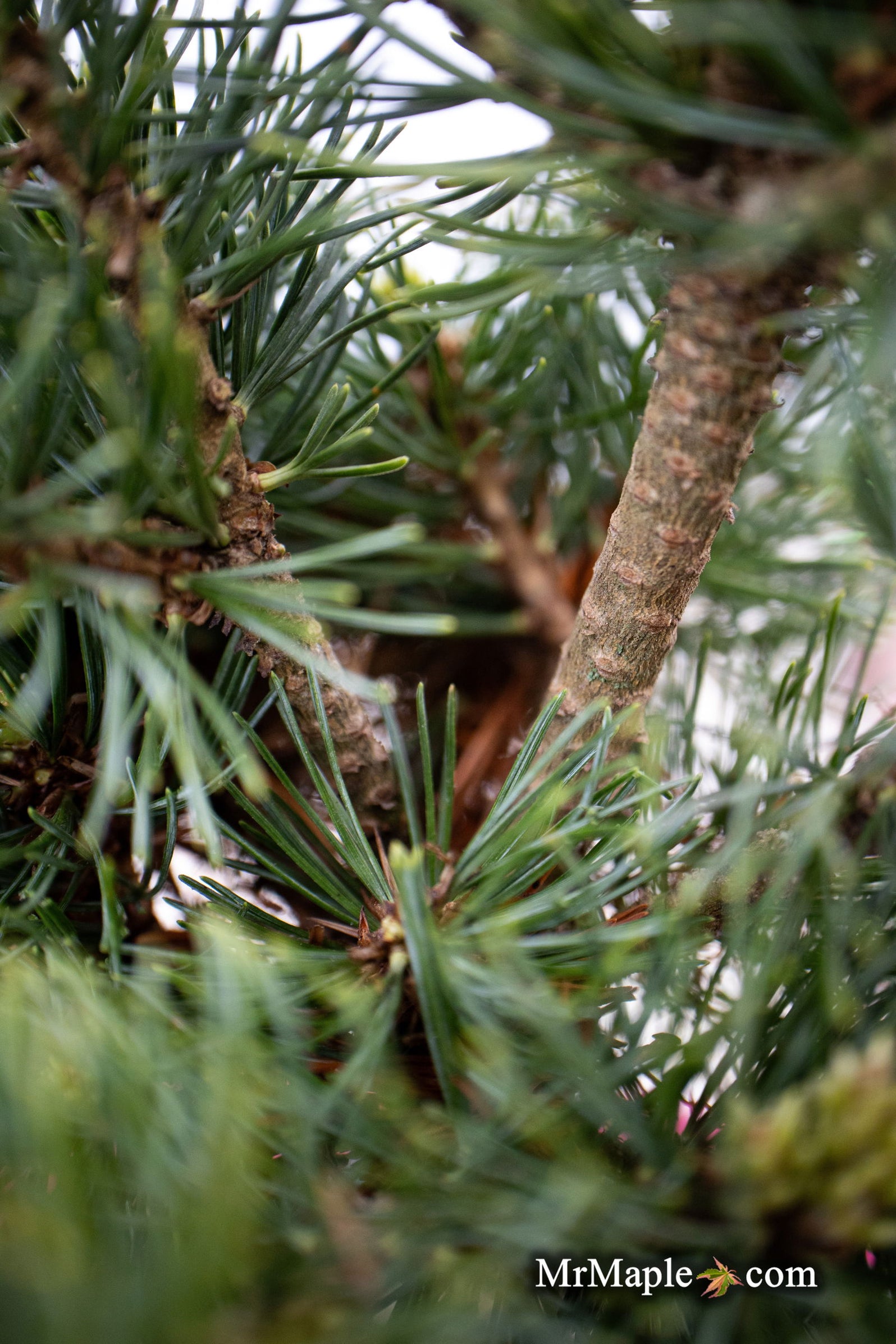 Buy Pinus parviflora 'Catherine Elizabeth' Japanese White Pine Tree ...