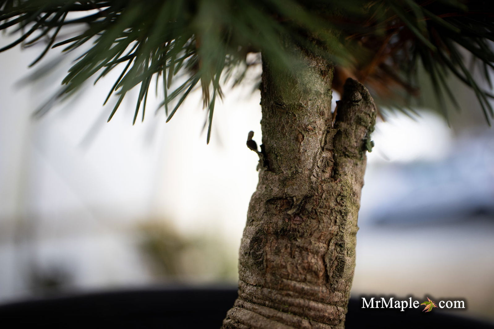 Buy Pinus parviflora 'Catherine Elizabeth' Japanese White Pine Tree ...