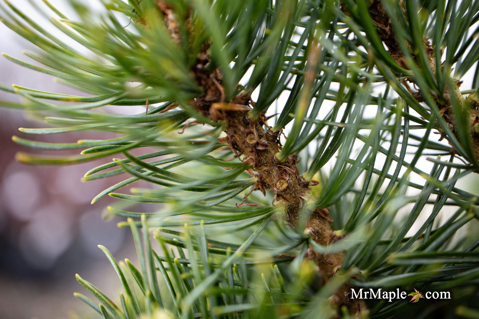 Buy Pinus parviflora 'Catherine Elizabeth' Japanese White Pine Tree ...