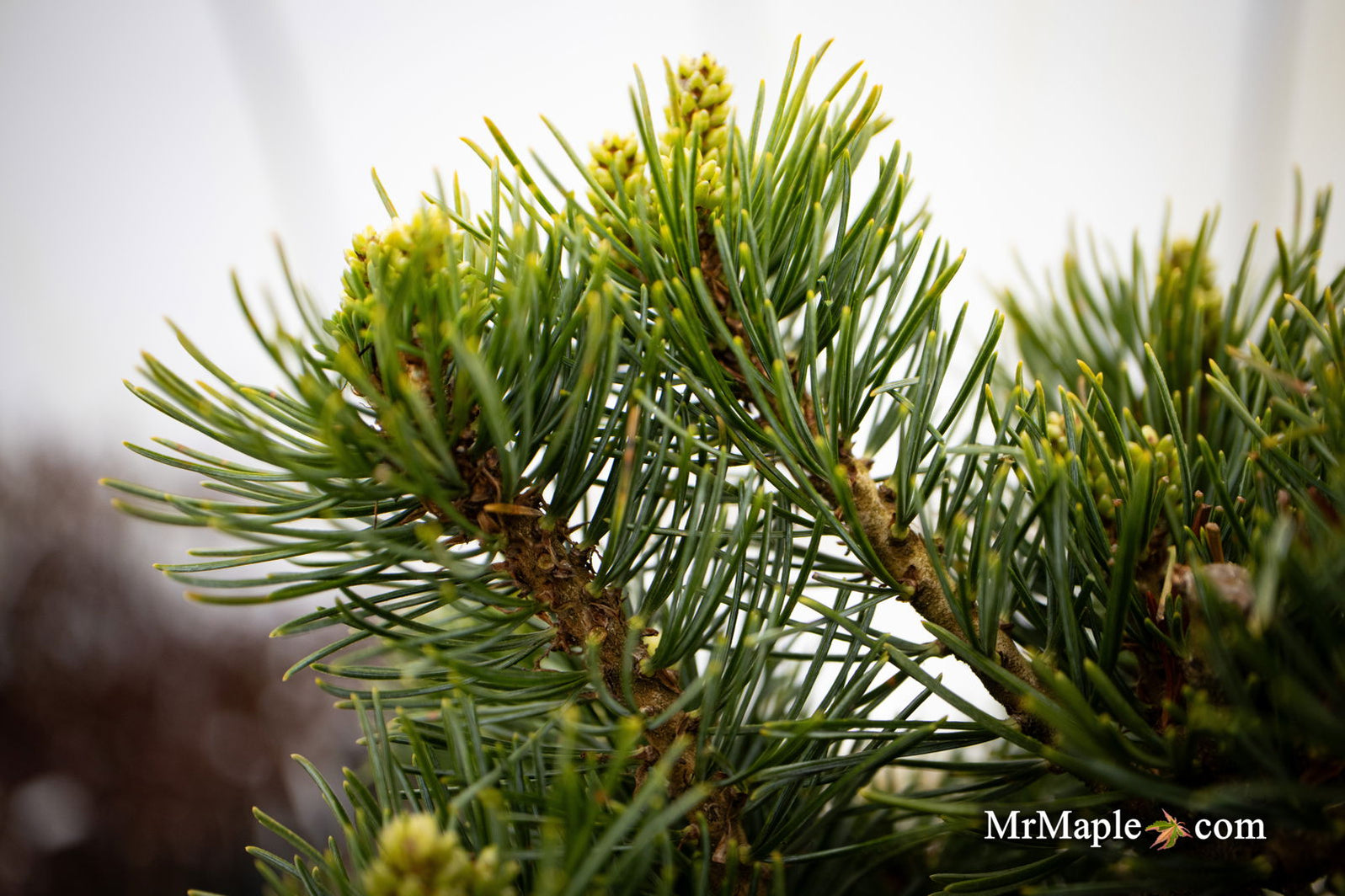 Buy Pinus parviflora 'Catherine Elizabeth' Japanese White Pine Tree ...