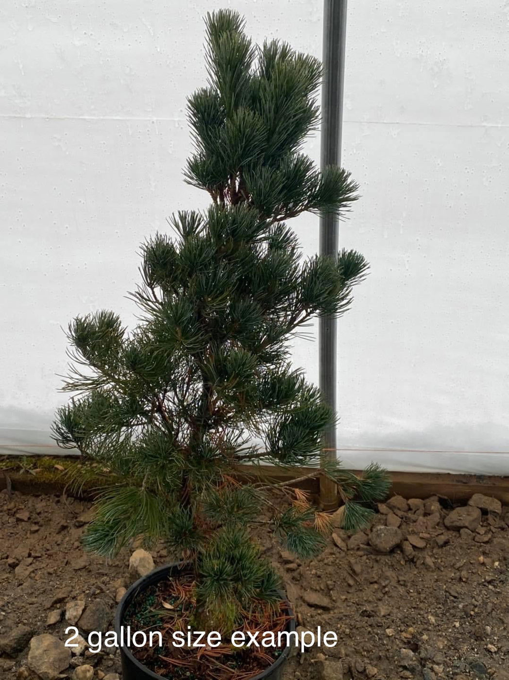 Buy Pinus parviflora 'Cleary' Blue Japanese White Pine — Mr Maple │ Buy ...