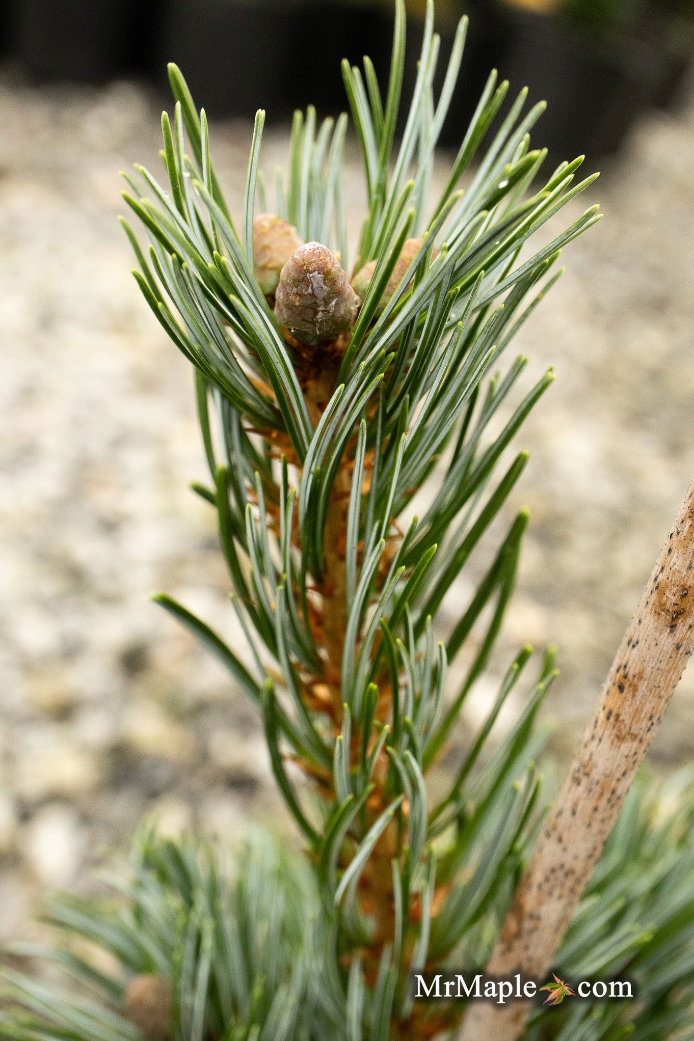 Buy Pinus parviflora 'Cleary' Blue Japanese White Pine — Mr Maple │ Buy ...
