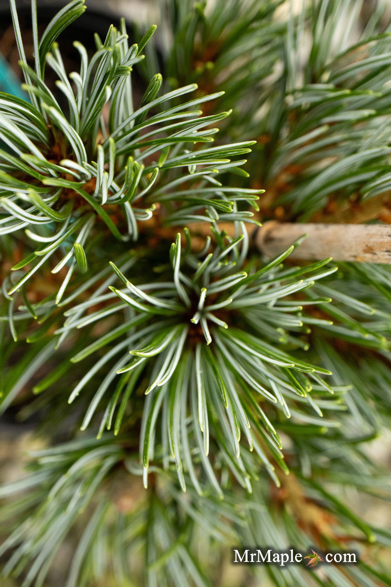 Buy Pinus parviflora 'Cleary' Blue Japanese White Pine — Mr Maple │ Buy ...