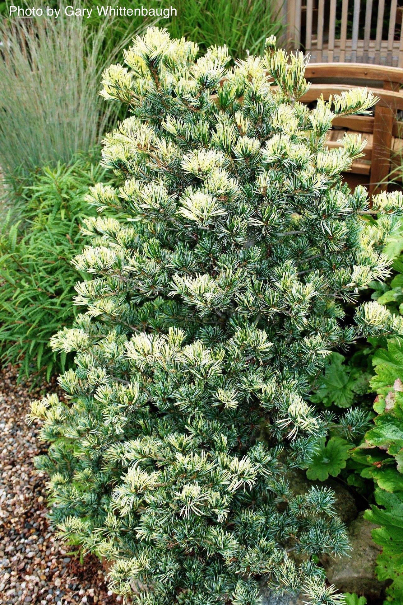Buy Pinus parviflora 'Fukai' Dwarf Japanese White Pine — Mr Maple │ Buy ...