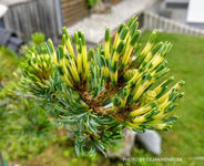 Buy Pinus parviflora 'Fukai' Dwarf Japanese White Pine — Mr Maple │ Buy ...