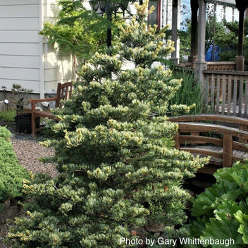 Buy Pinus parviflora 'Fukai' Dwarf Japanese White Pine — Mr Maple │ Buy ...