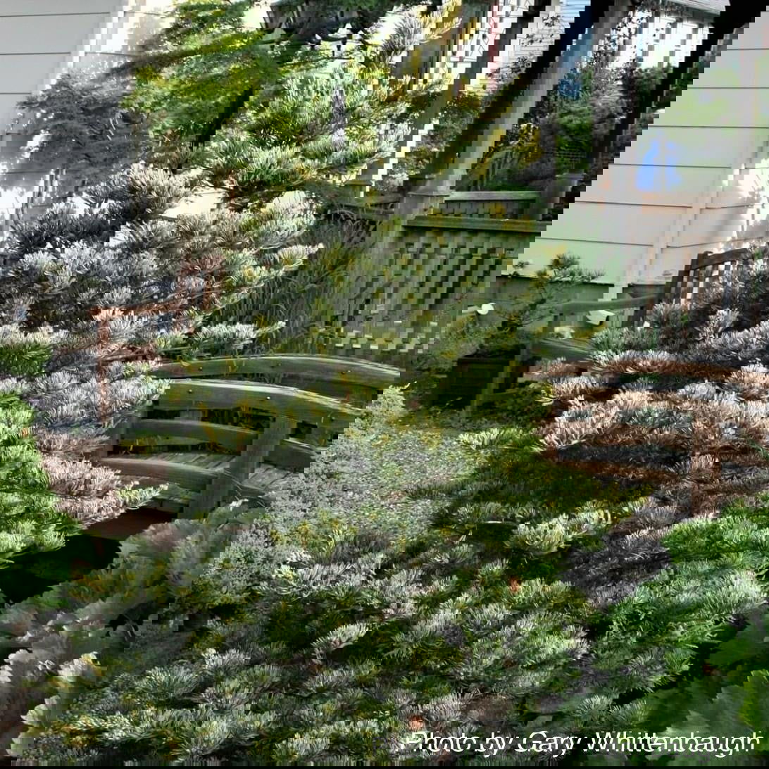 Buy Pinus parviflora 'Fukai' Dwarf Japanese White Pine — Mr Maple │ Buy ...