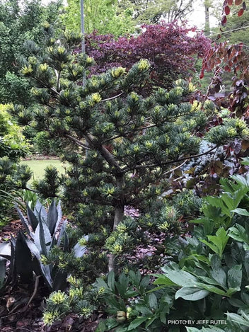 Buy Pinus parviflora 'Fukai' Dwarf Japanese White Pine — Mr Maple │ Buy ...