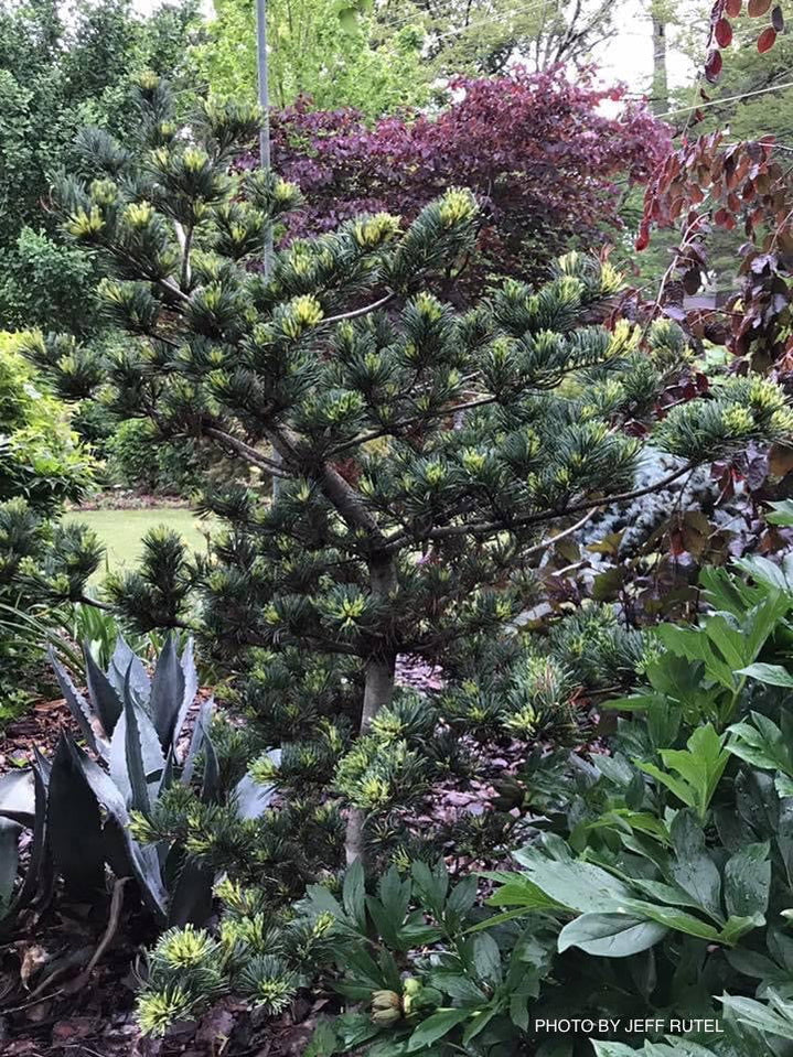 Buy Pinus parviflora 'Fukai' Dwarf Japanese White Pine — Mr Maple │ Buy ...