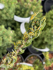 Buy Pinus parviflora 'Fukai' Dwarf Japanese White Pine — Mr Maple │ Buy ...