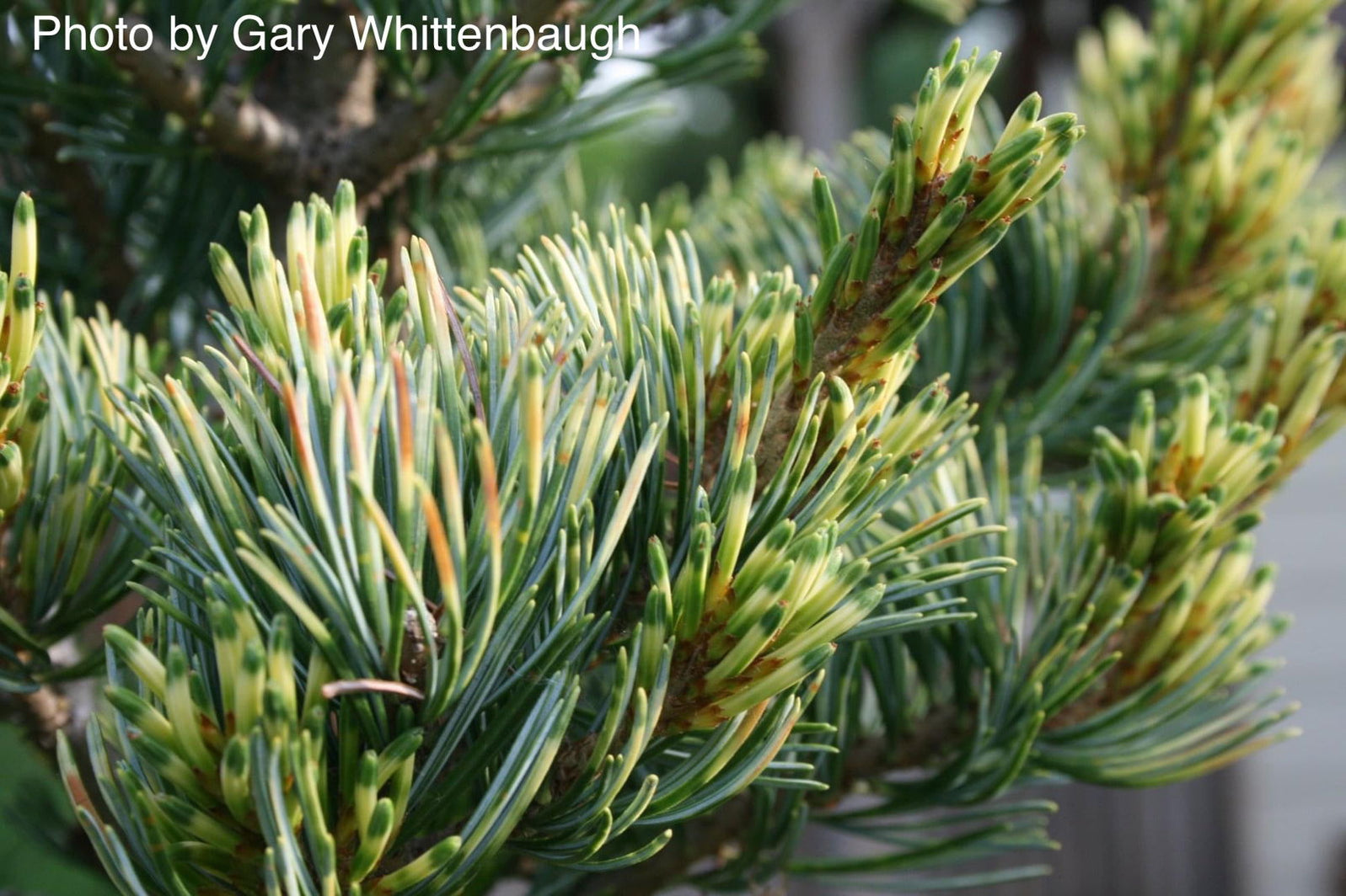 Buy Pinus parviflora 'Fukai' Dwarf Japanese White Pine — Mr Maple │ Buy ...