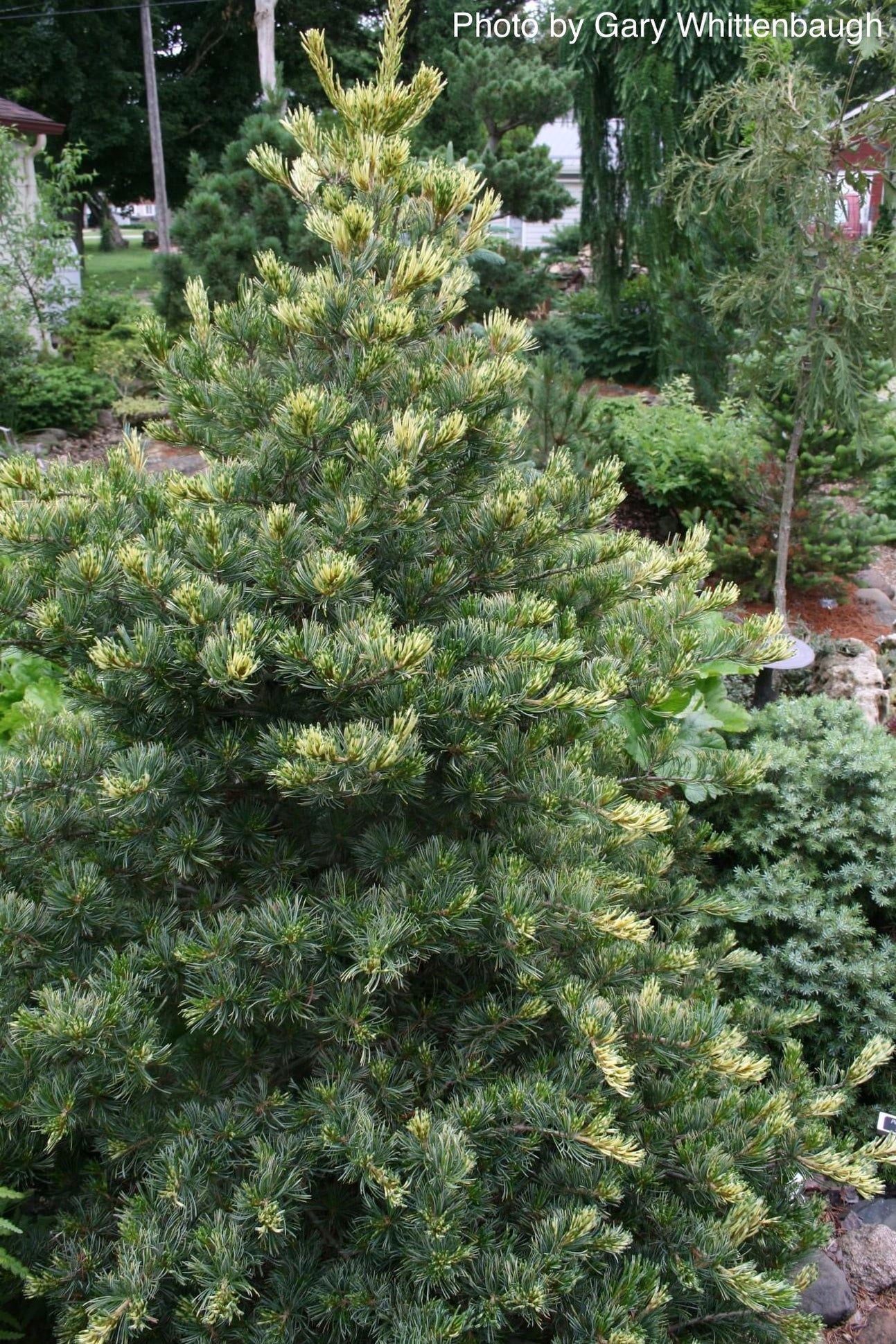 Buy Pinus parviflora 'Fukai' Dwarf Japanese White Pine — Mr Maple │ Buy ...