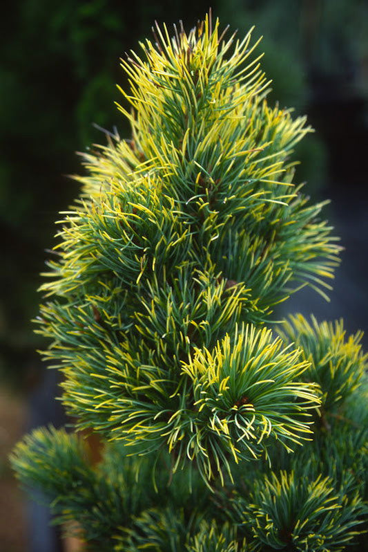 Buy Pinus parviflora 'Fukai' Dwarf Japanese White Pine — Mr Maple │ Buy ...