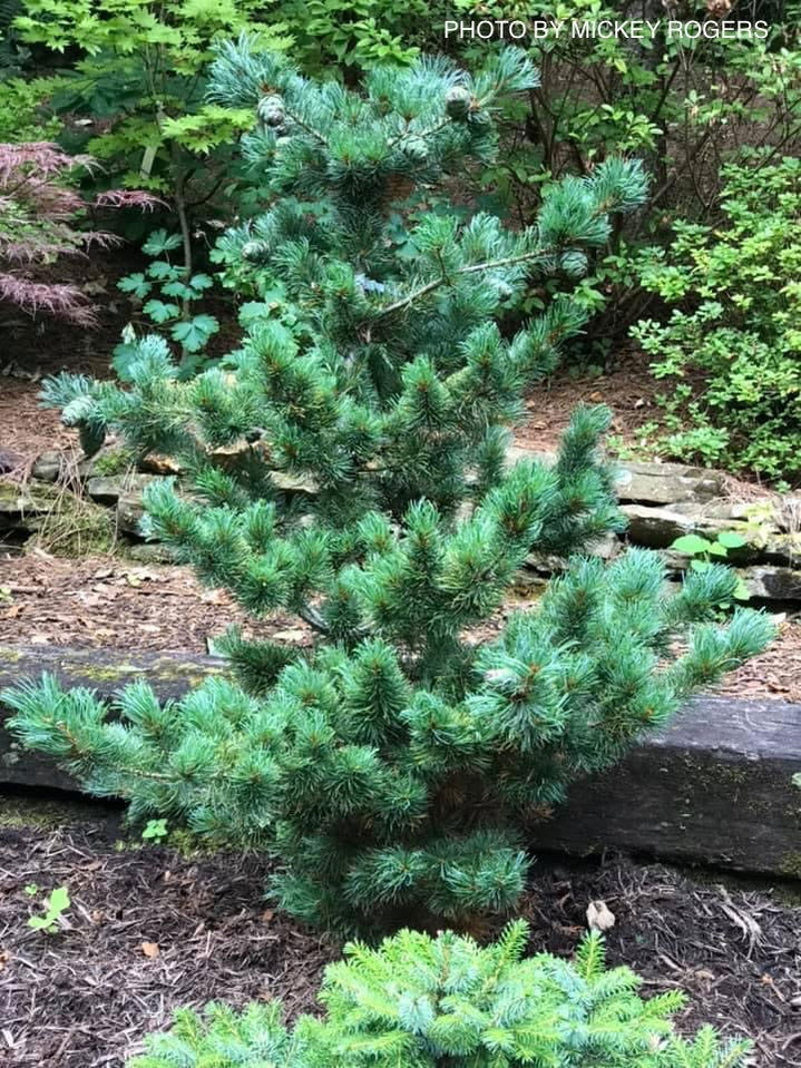 Buy Pinus parviflora 'Fukuzumi' Dwarf Japanese White Pine — Mr Maple ...