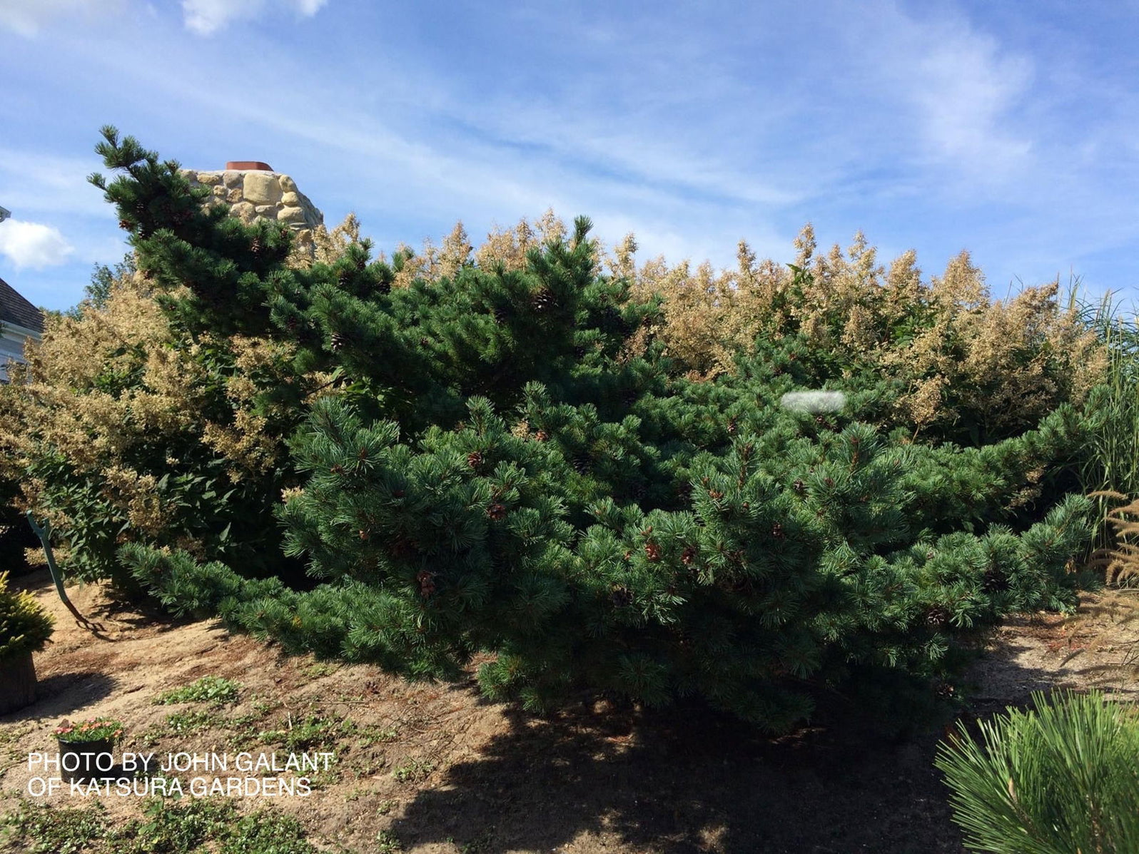 Buy Pinus parviflora 'Fukuzumi' Dwarf Japanese White Pine — Mr Maple ...