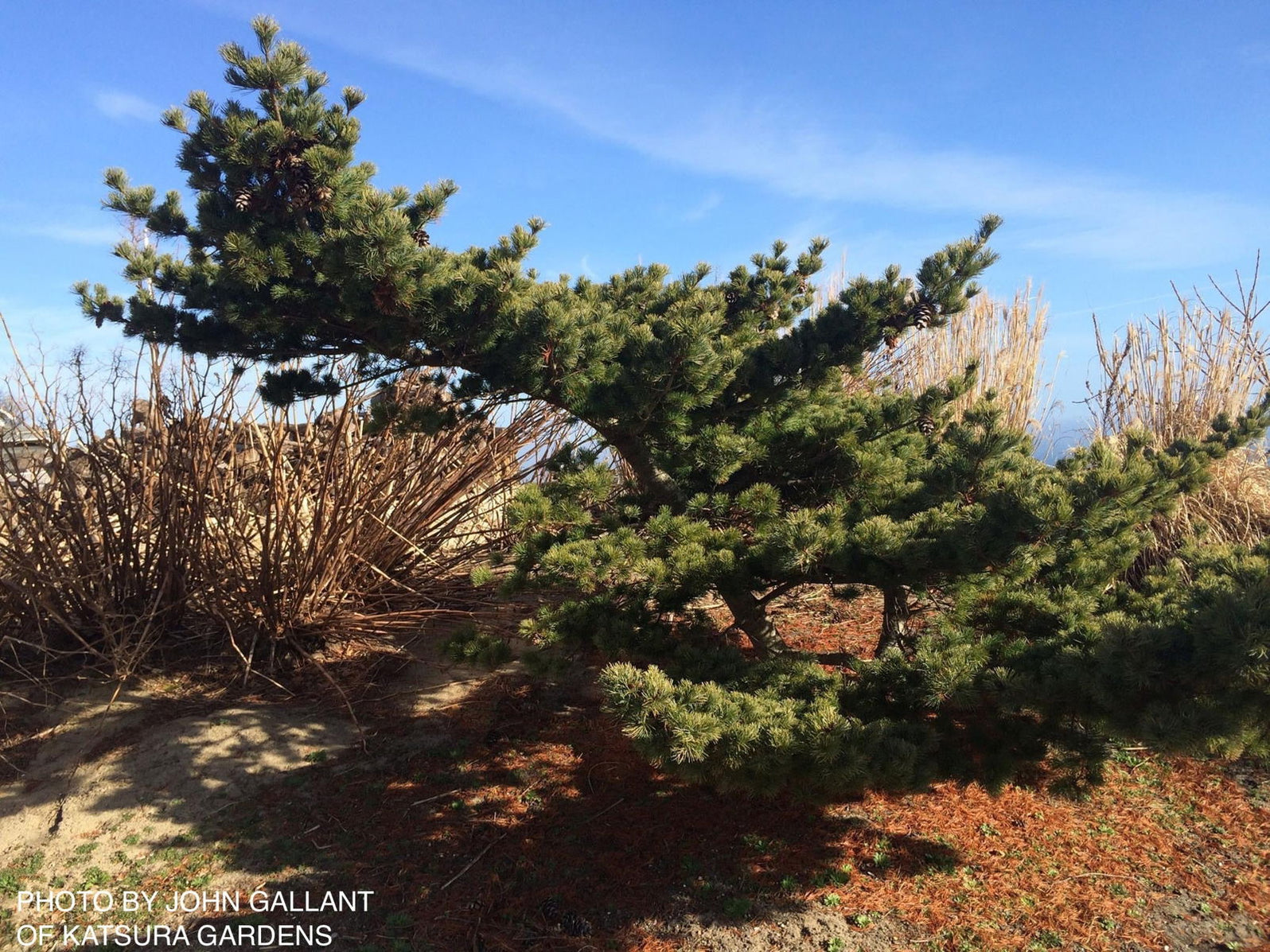 Buy Pinus parviflora 'Fukuzumi' Dwarf Japanese White Pine — Mr Maple ...