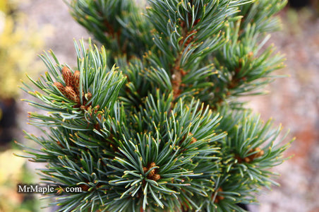 Buy Pinus parviflora 'Fukuzumi' Dwarf Japanese White Pine — Mr Maple ...