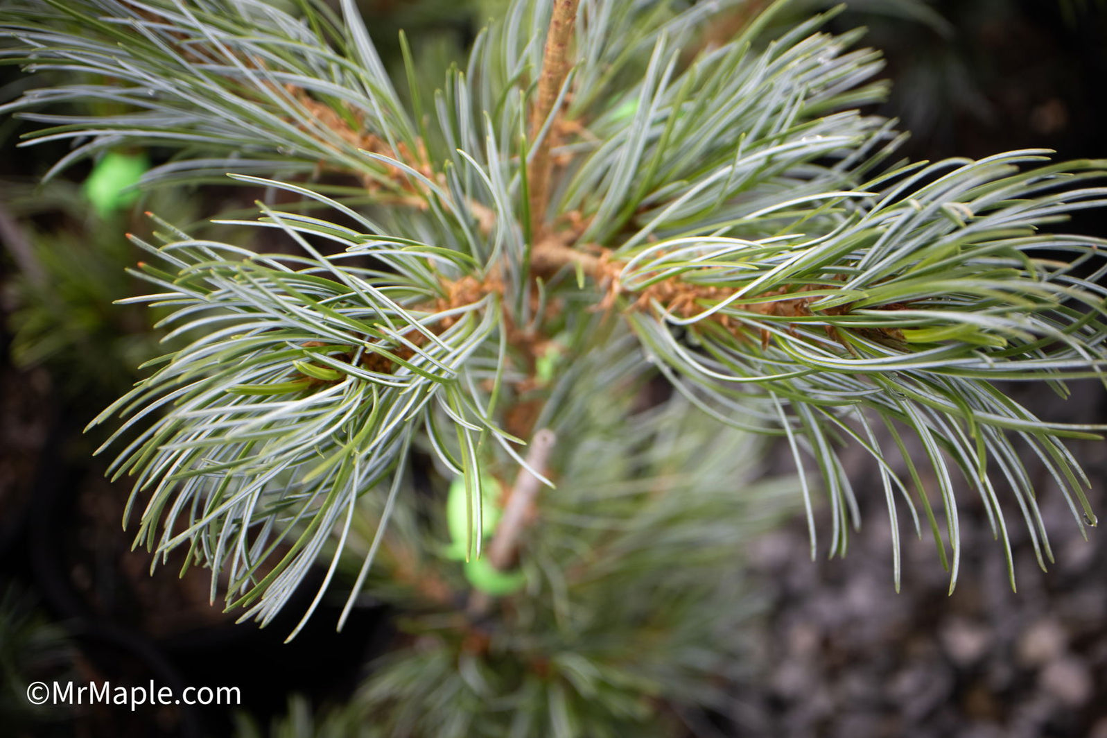 Buy Pinus parviflora 'Gimborne's Ideal' Dwarf Japanese White Pine — Mr ...