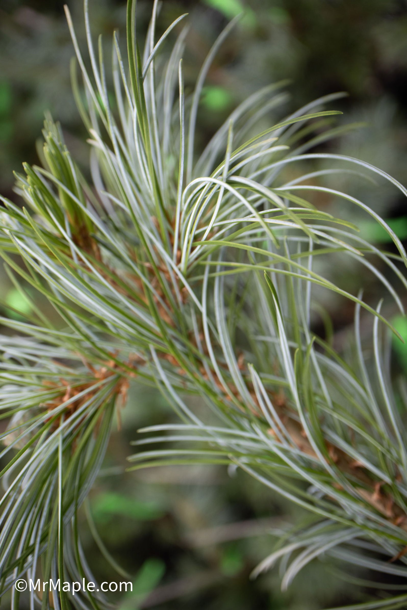 Buy Pinus parviflora 'Gimborne's Ideal' Dwarf Japanese White Pine — Mr ...