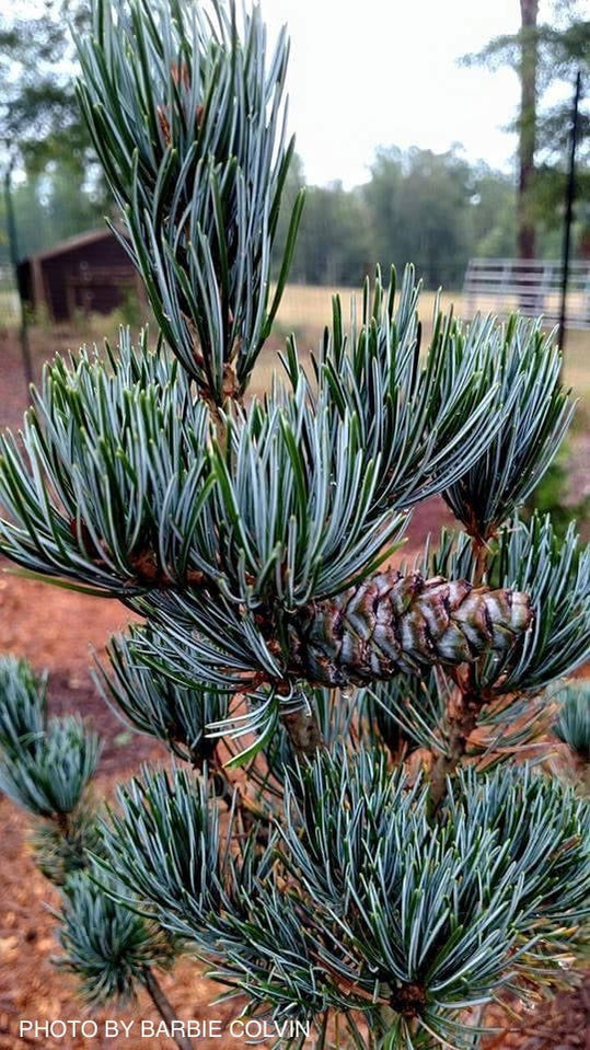 Buy Pinus parviflora 'Glauca' Blue Japanese White Pine — Mr Maple │ Buy ...