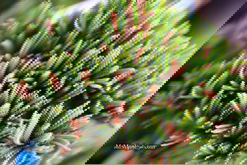 Buy Pinus parviflora 'Go gin' Japanese White Pine — Mr Maple │ Buy ...