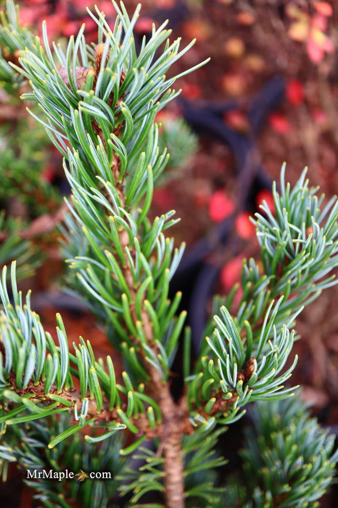 Buy Pinus parviflora 'Go gin' Japanese White Pine — Mr Maple │ Buy ...