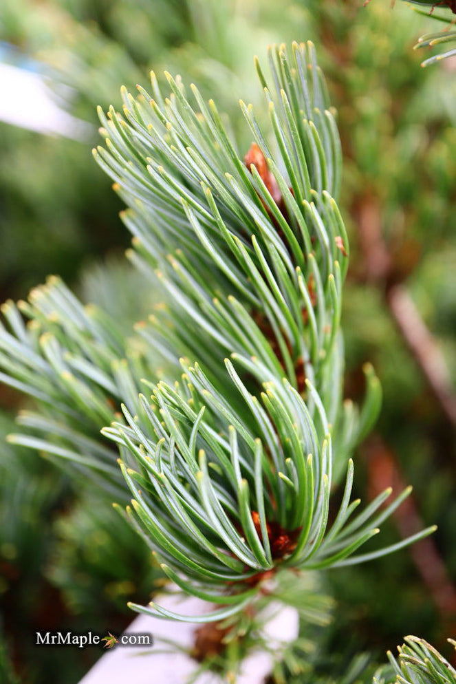 Buy Pinus parviflora 'Go gin' Japanese White Pine — Mr Maple │ Buy ...