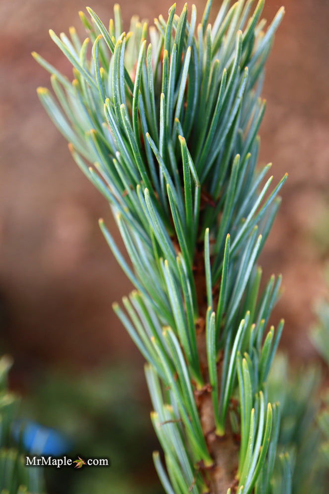 Buy Pinus parviflora 'Go gin' Japanese White Pine — Mr Maple │ Buy ...