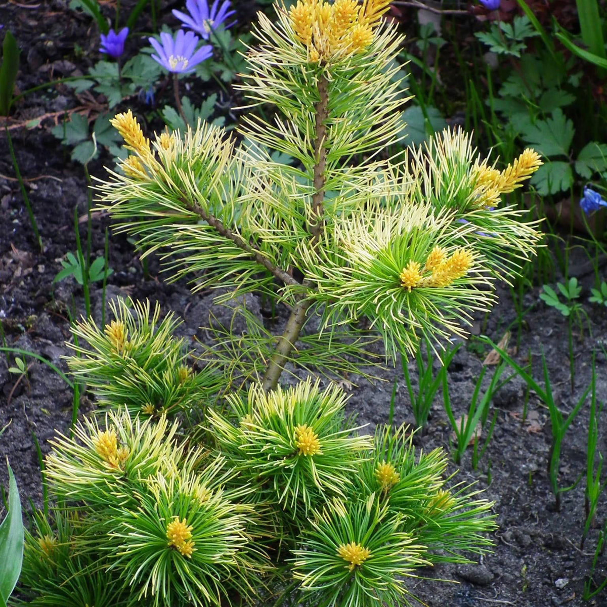 Buy Pinus parviflora 'Goldilocks' Variegated Japanese White Pine — Mr ...