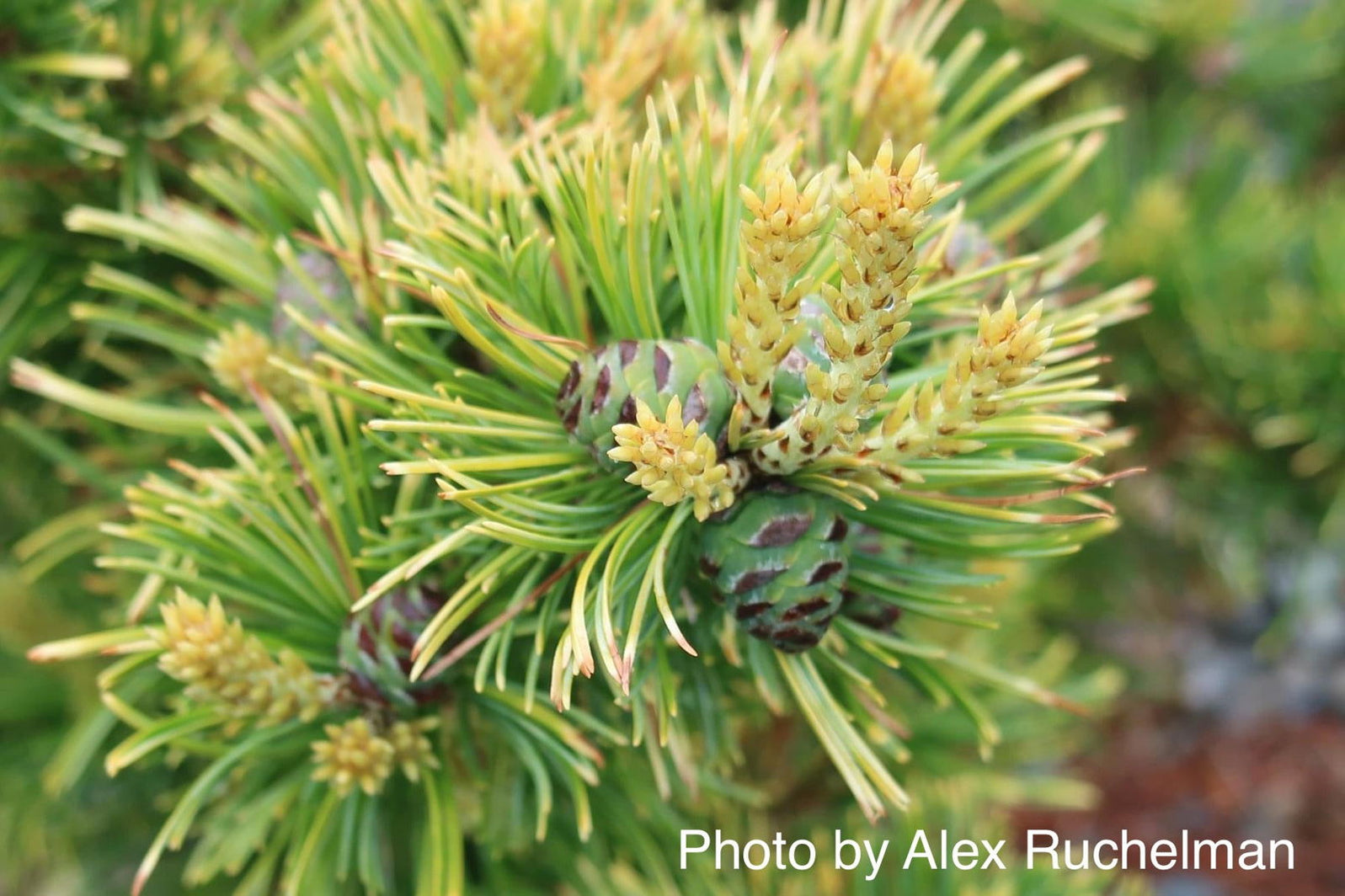 Buy Pinus parviflora 'Goldilocks' Variegated Japanese White Pine — Mr ...