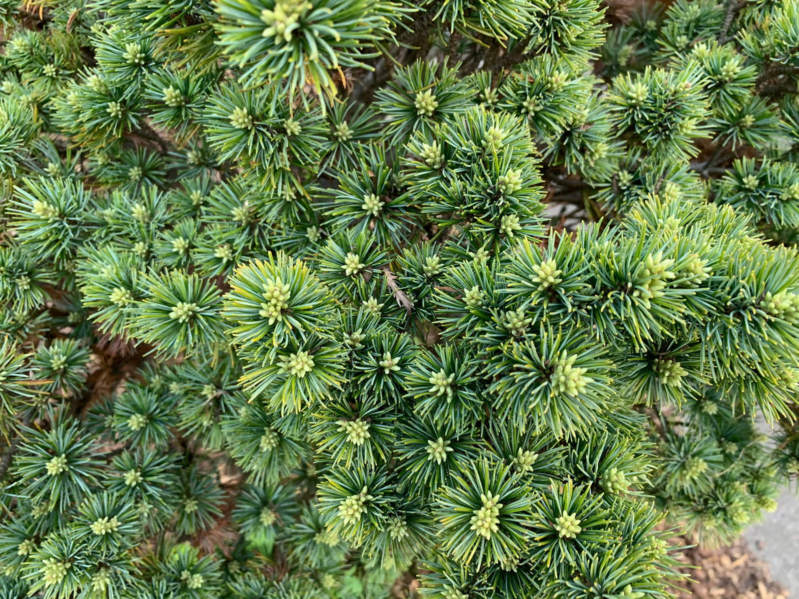 Buy Pinus parviflora 'Hagoromo' Dwarf Japanese White Pine — Mr Maple ...