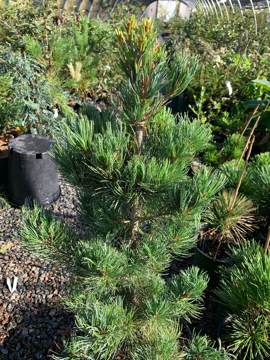 Buy Pinus parviflora 'Negishi' Blue Japanese White Pine — Mr Maple ...