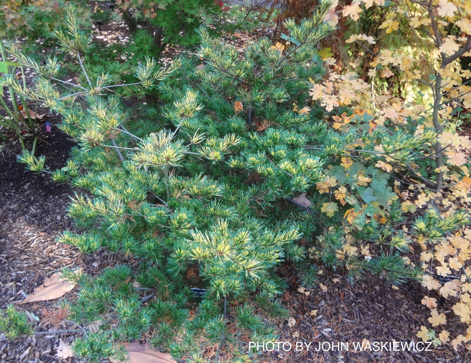 Buy Pinus parviflora 'Ogon janome' Golden Bull's Eye Pine Tree — Mr ...