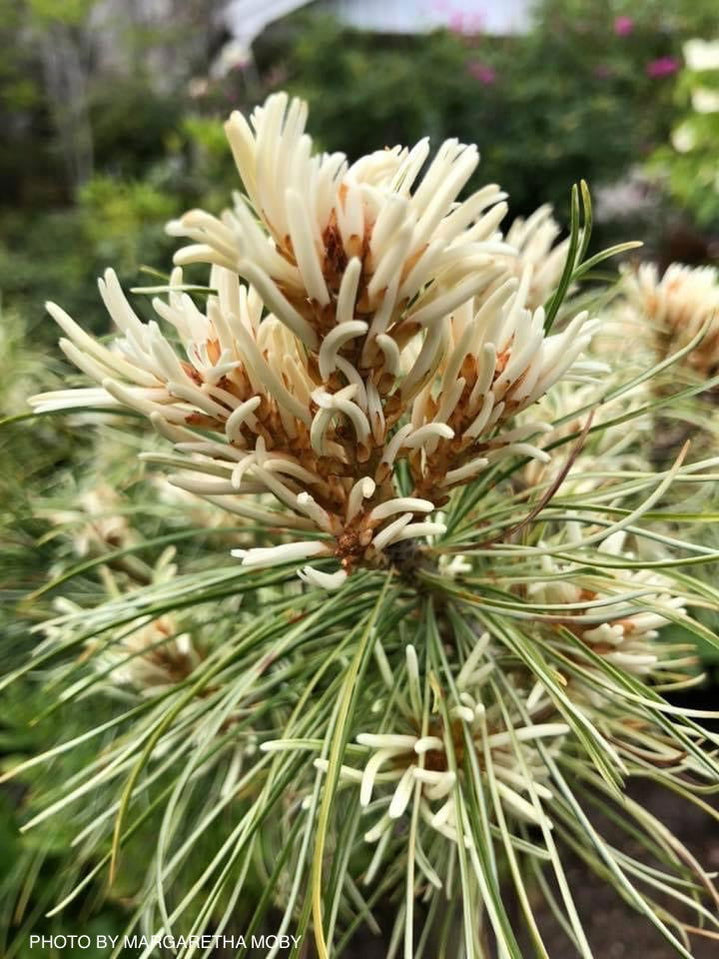 Buy Pinus parviflora 'Tanima no yuki' Variegated Japanese White Pine ...