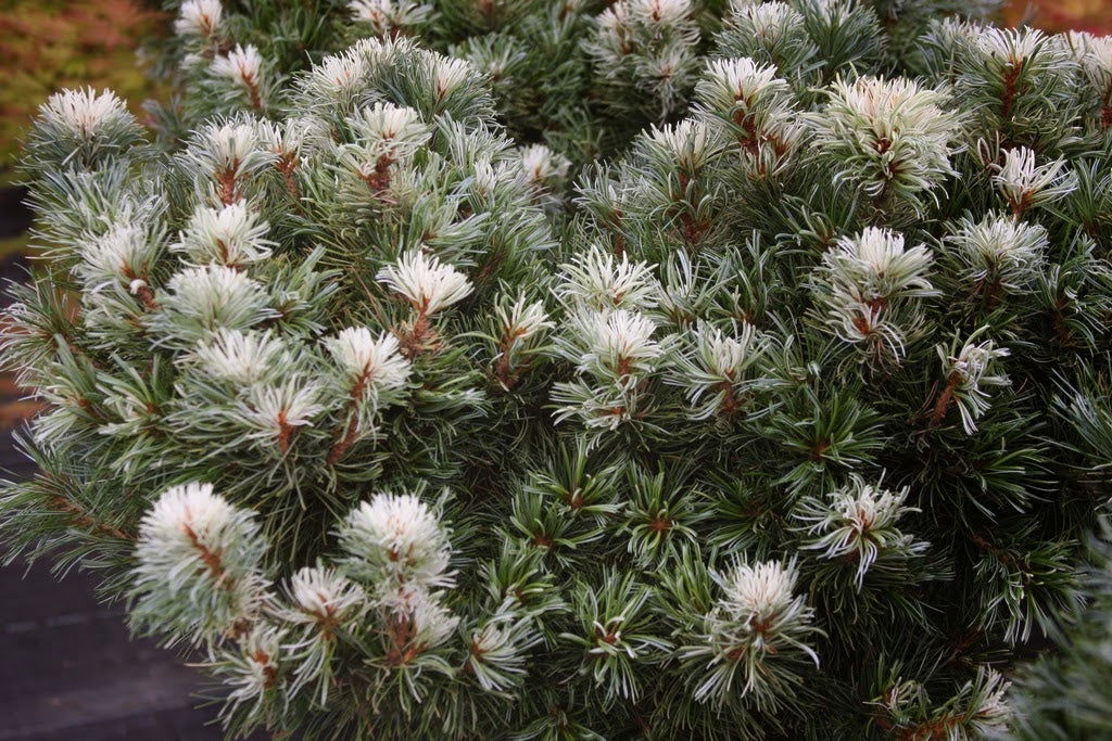 Buy Pinus parviflora 'Tanima no yuki' Variegated Japanese White Pine ...