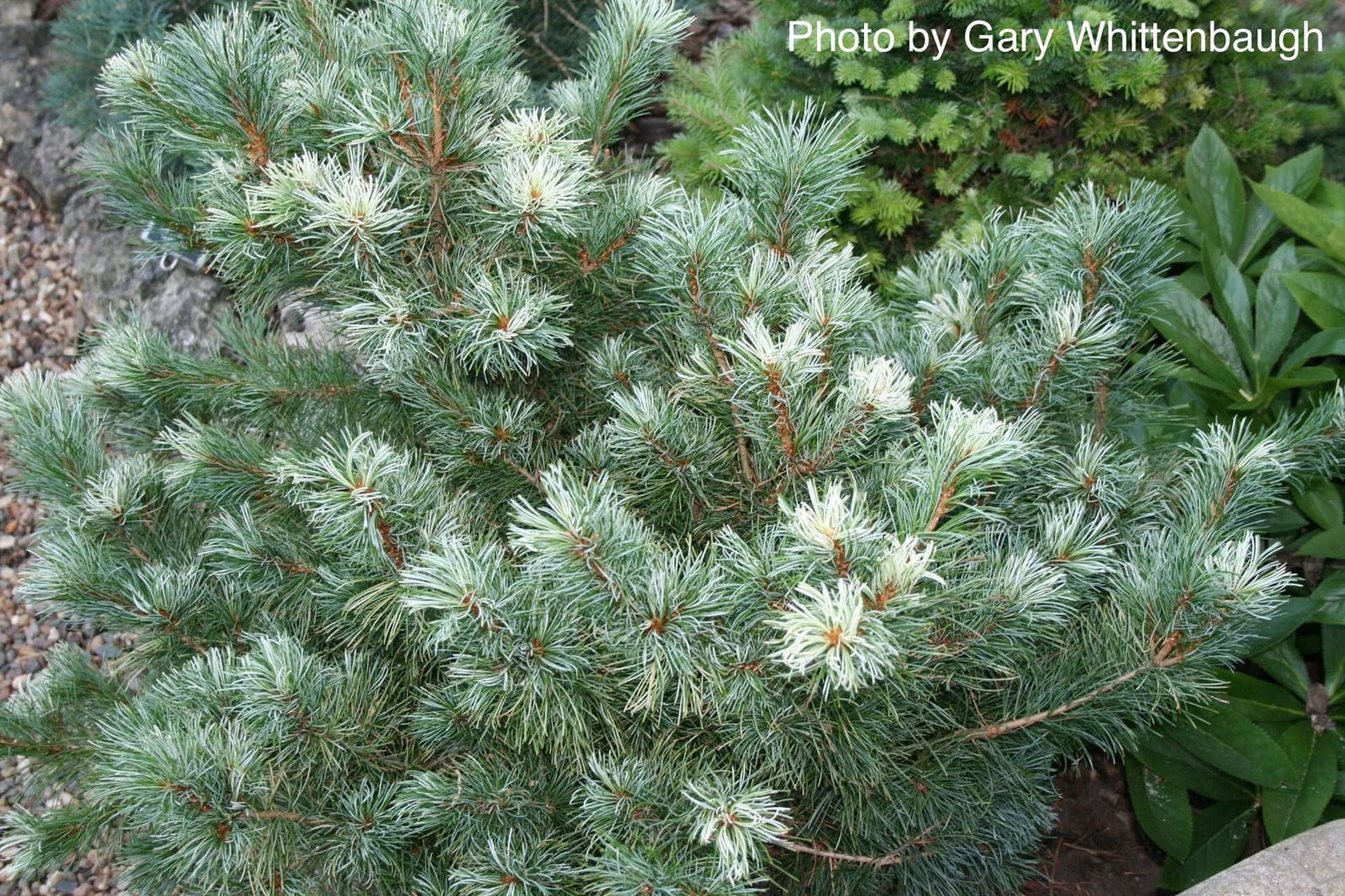 Buy Pinus parviflora 'Tanima no yuki' Variegated Japanese White Pine ...