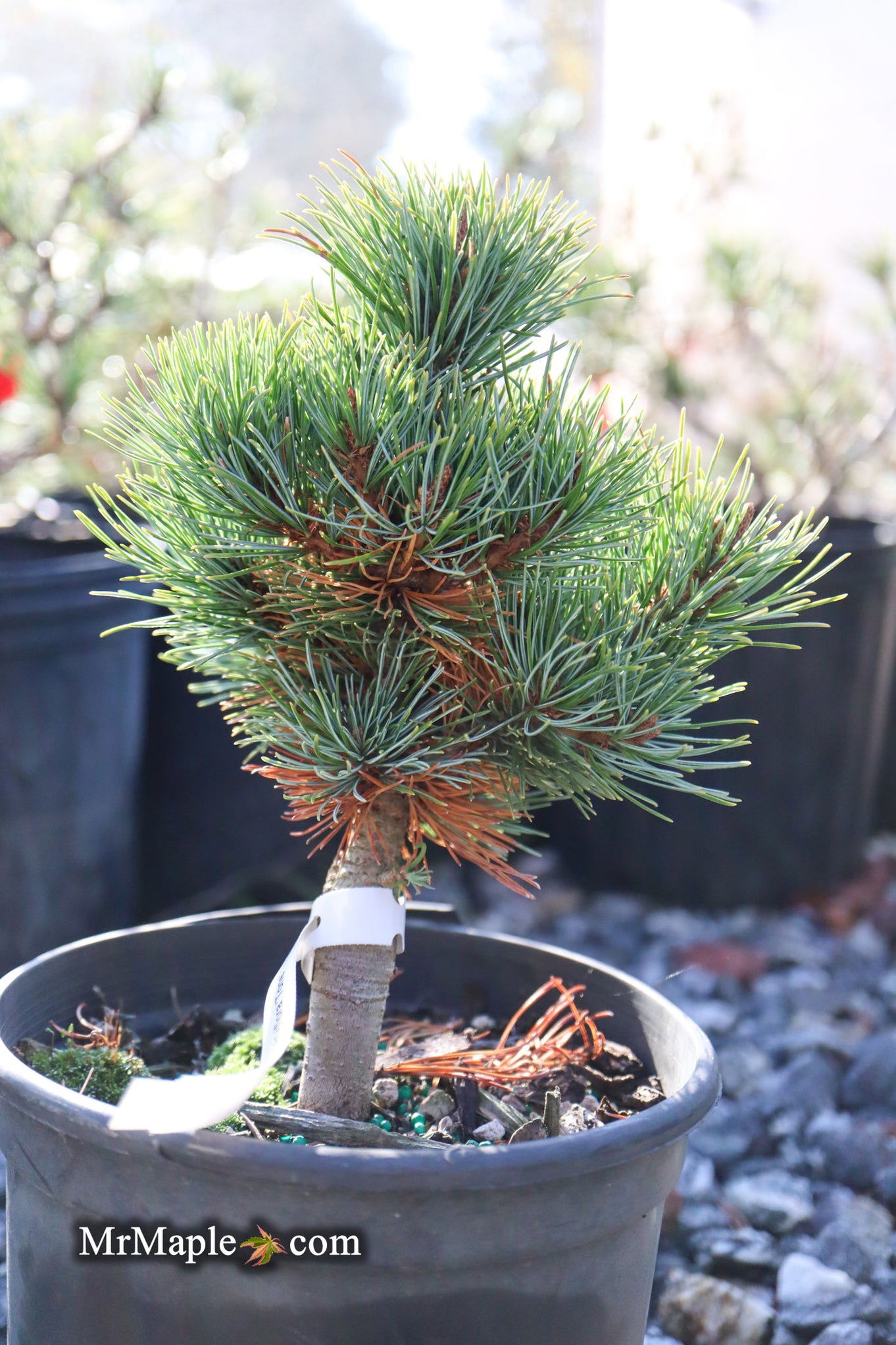 Buy Pinus parviflora 'Tone' Japanese White Pine — Mr Maple │ Buy ...