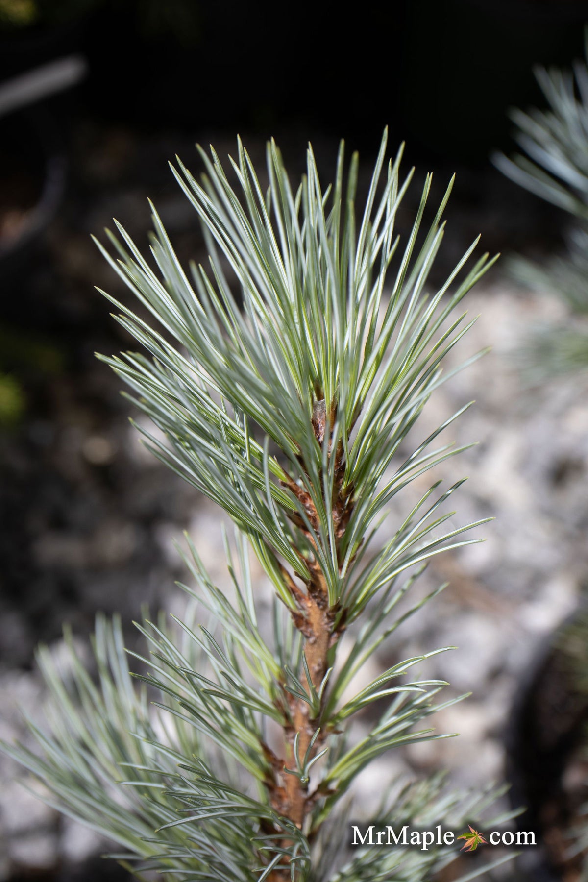Pinus peuce 'Pacific Blue' — Mr Maple │ Buy Japanese Maple Trees