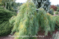 Buy Pinus strobus 'Angel Falls' Weeping White Pine — Mr Maple │ Buy ...