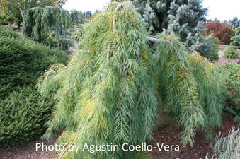 Buy Pinus strobus 'Angel Falls' Weeping White Pine — Mr Maple │ Buy ...