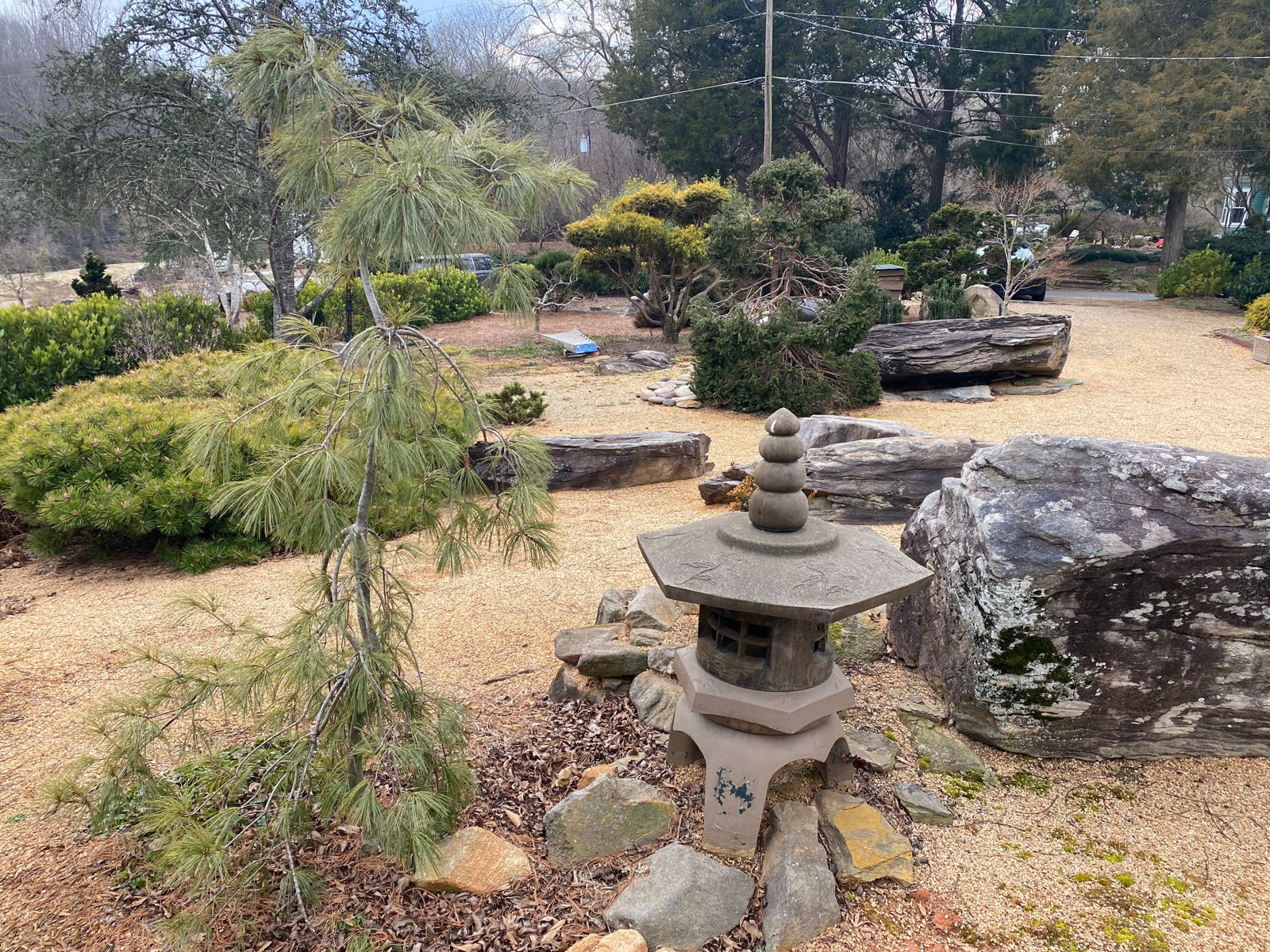 Buy Pinus strobus 'Angel Falls' Weeping White Pine — Mr Maple │ Buy ...