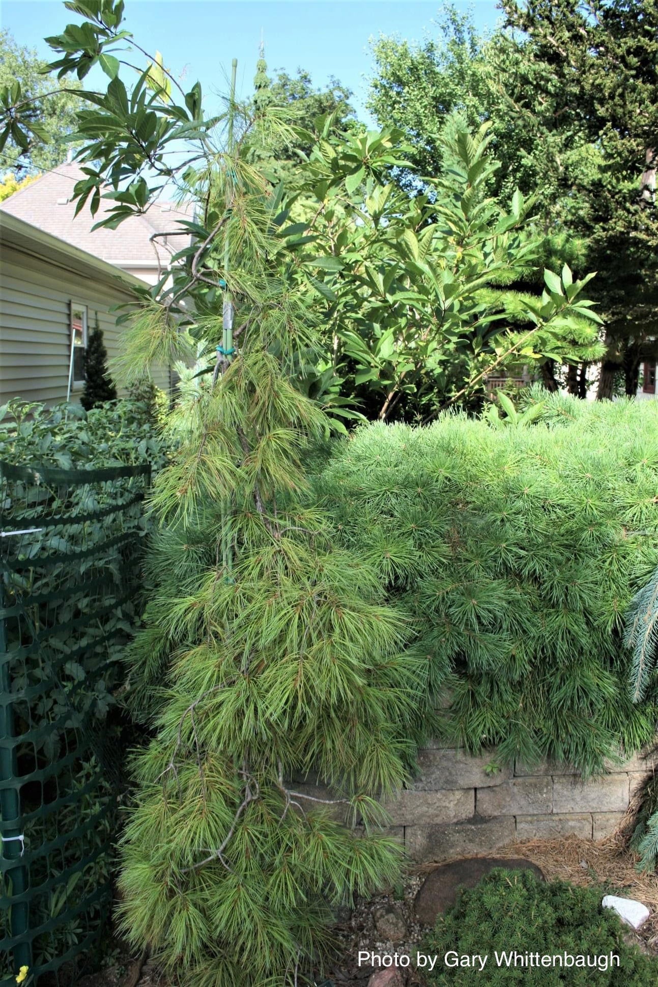 Buy Pinus strobus 'Angel Falls' Weeping White Pine — Mr Maple │ Buy ...