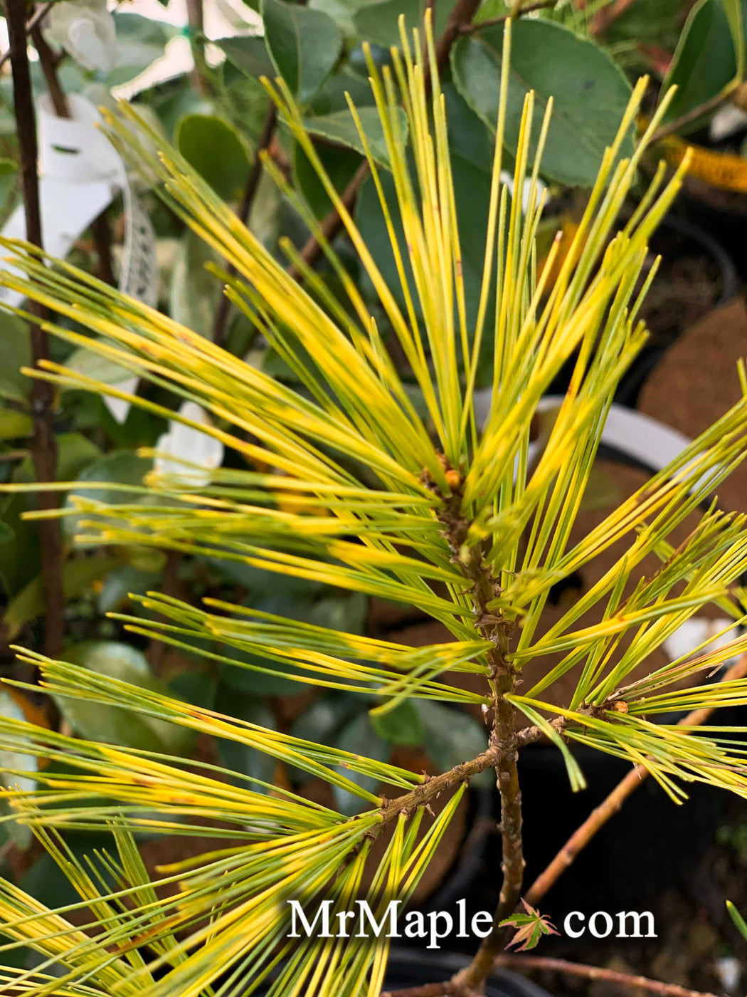 Buy Pinus strobus 'Bennett O.D.' Variegated White PIne — Mr Maple │ Buy ...