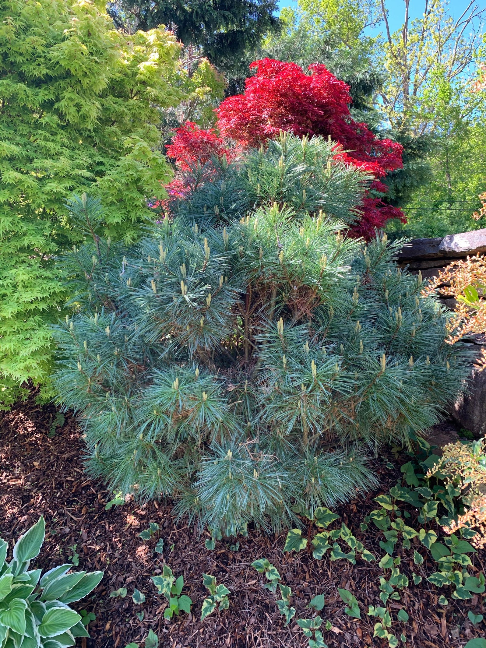Buy Pinus strobus 'Biltmore Blue' Dwarf White Pine — Mr Maple │ Buy ...