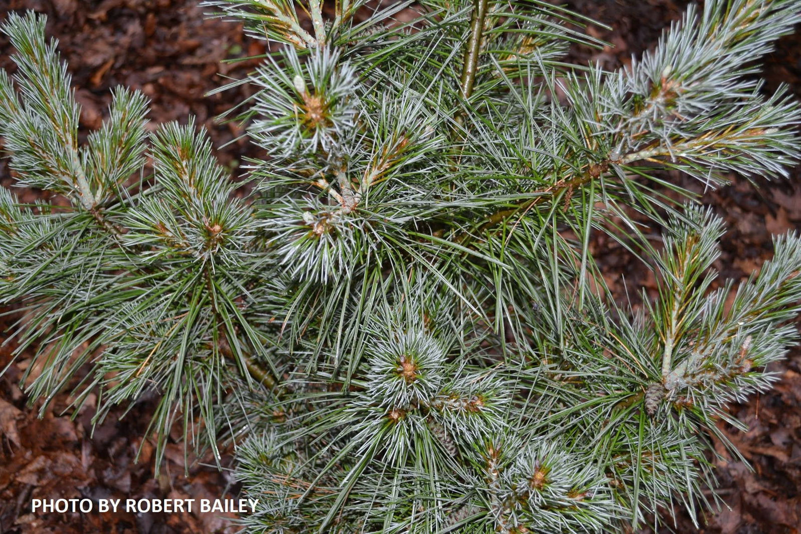Buy Pinus strobus 'Biltmore Blue' Dwarf White Pine — Mr Maple │ Buy ...