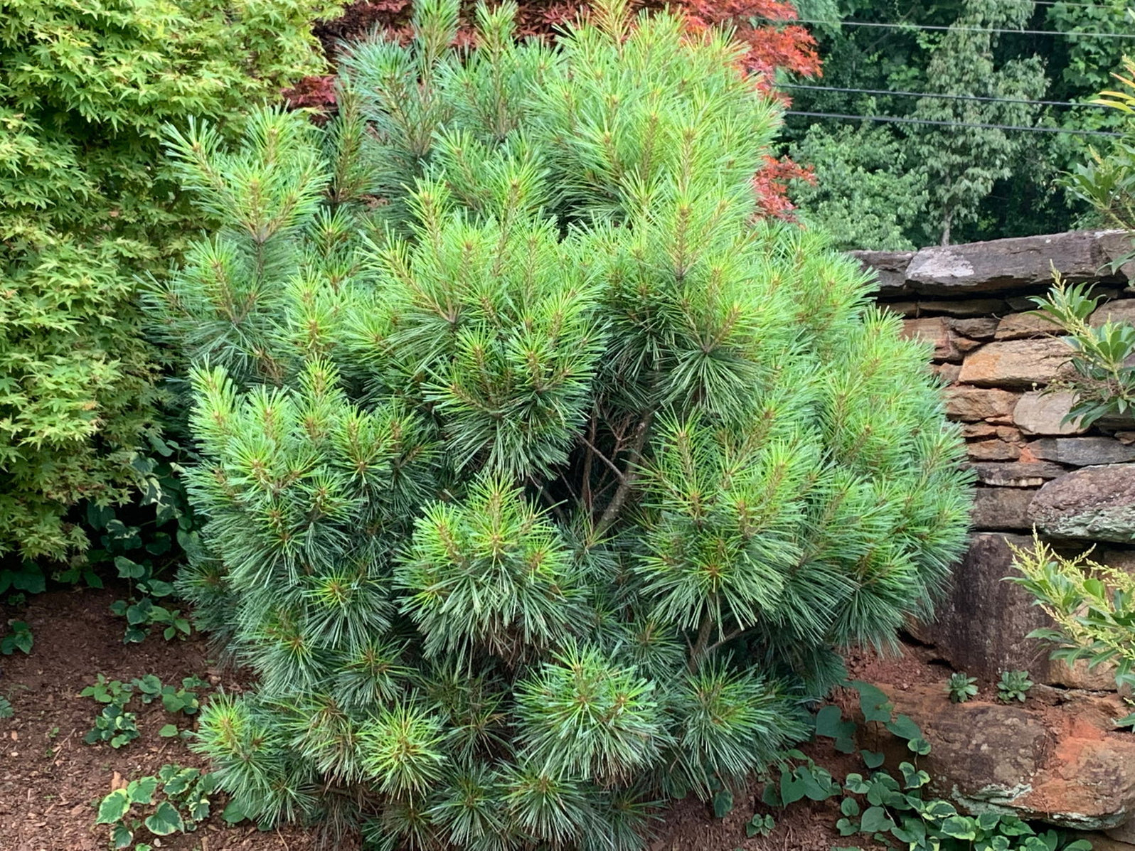 Buy Pinus strobus 'Biltmore Blue' Dwarf White Pine — Mr Maple │ Buy ...