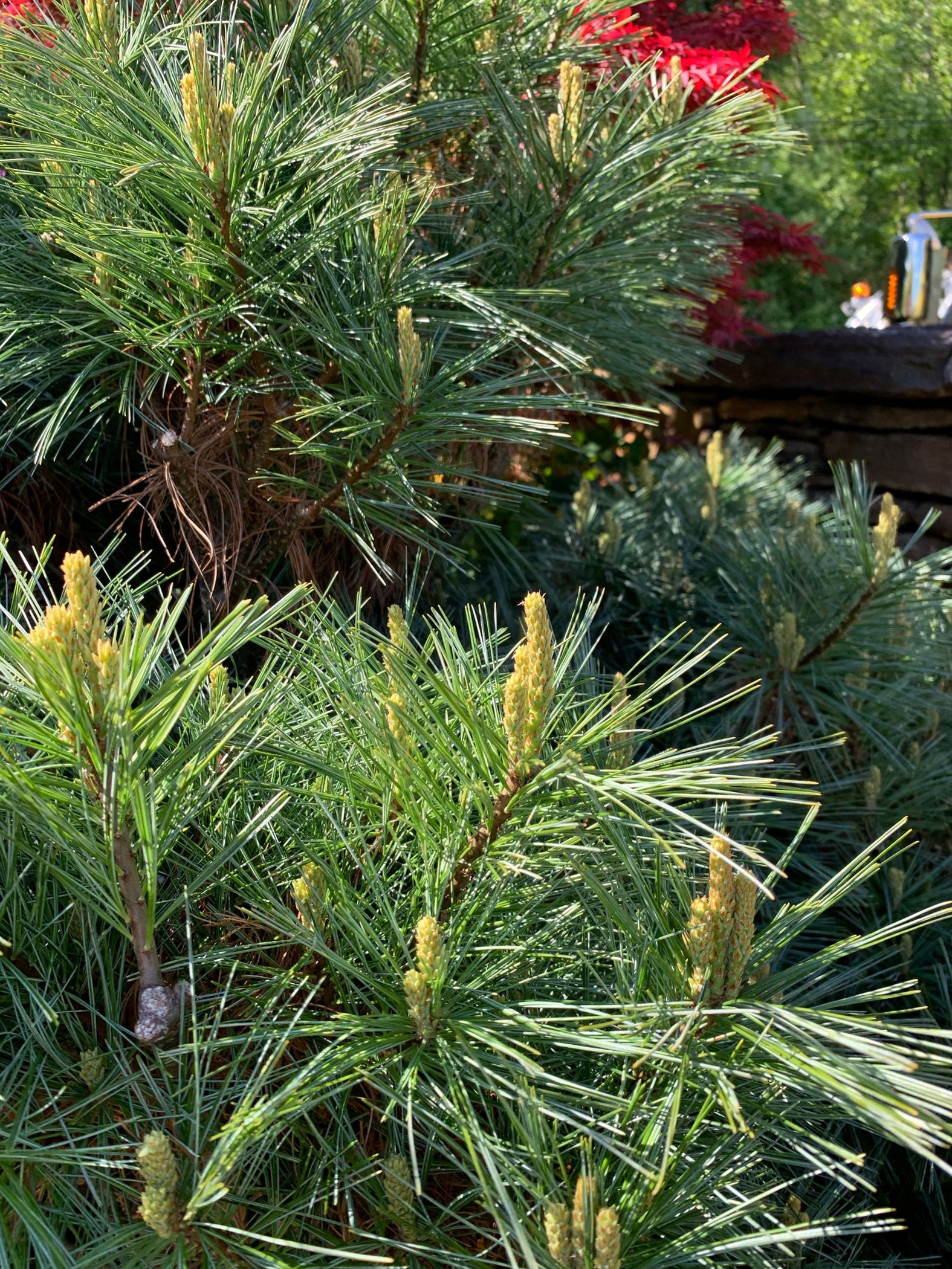 Buy Pinus strobus 'Biltmore Blue' Dwarf White Pine — Mr Maple │ Buy ...