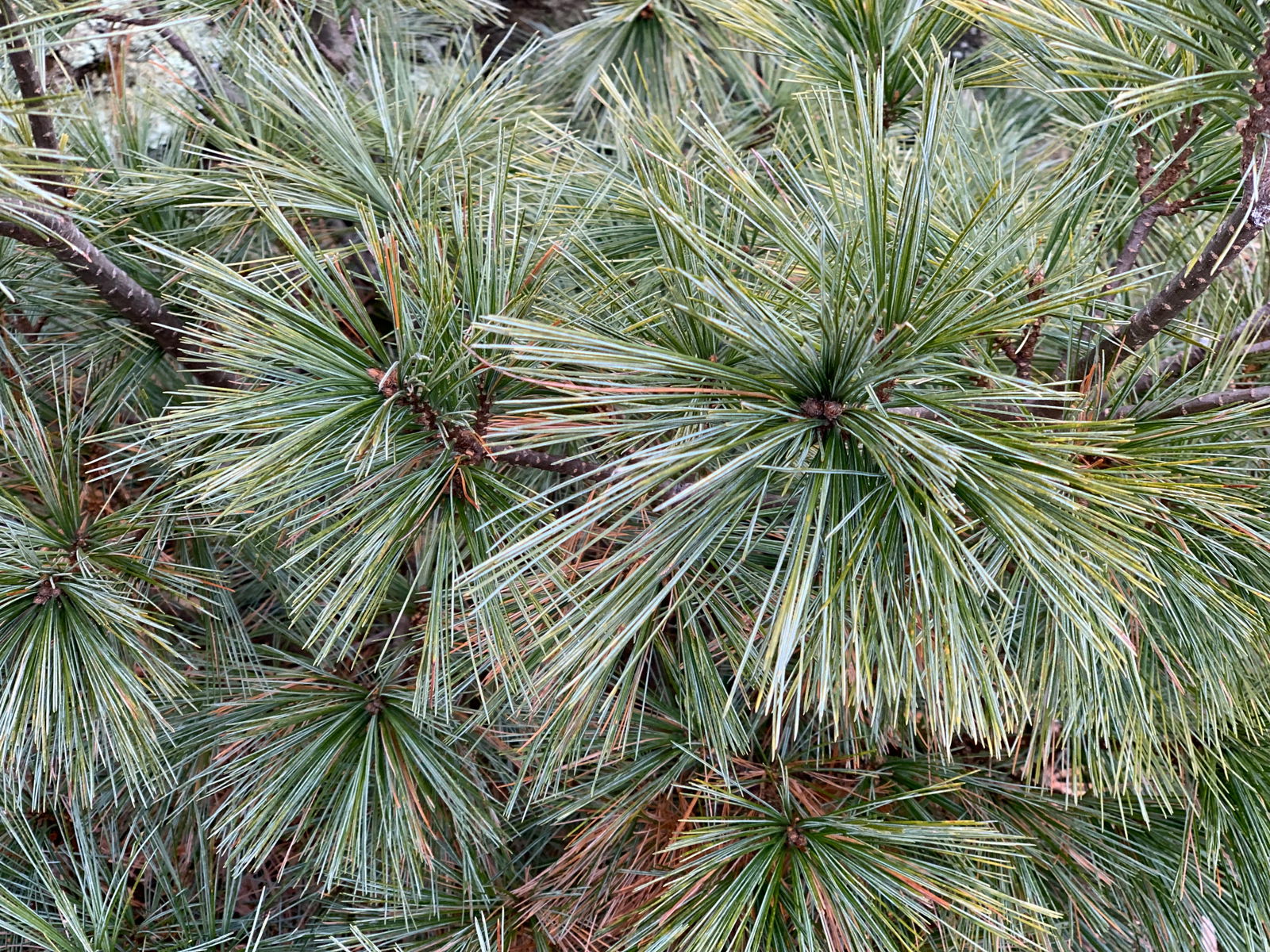 Buy Pinus strobus 'Biltmore Blue' Dwarf White Pine — Mr Maple │ Buy ...