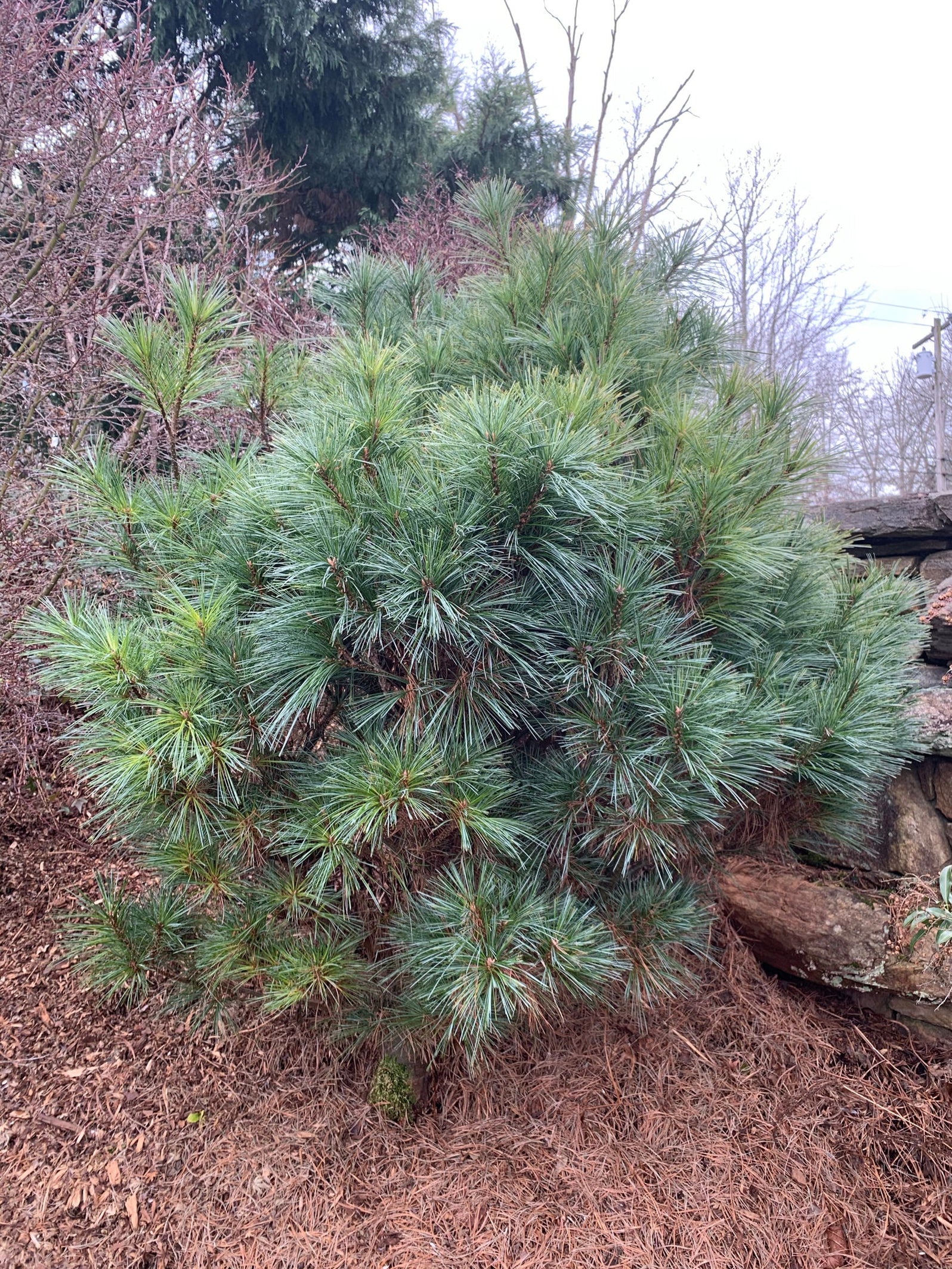 Buy Pinus strobus 'Biltmore Blue' Dwarf White Pine — Mr Maple │ Buy ...