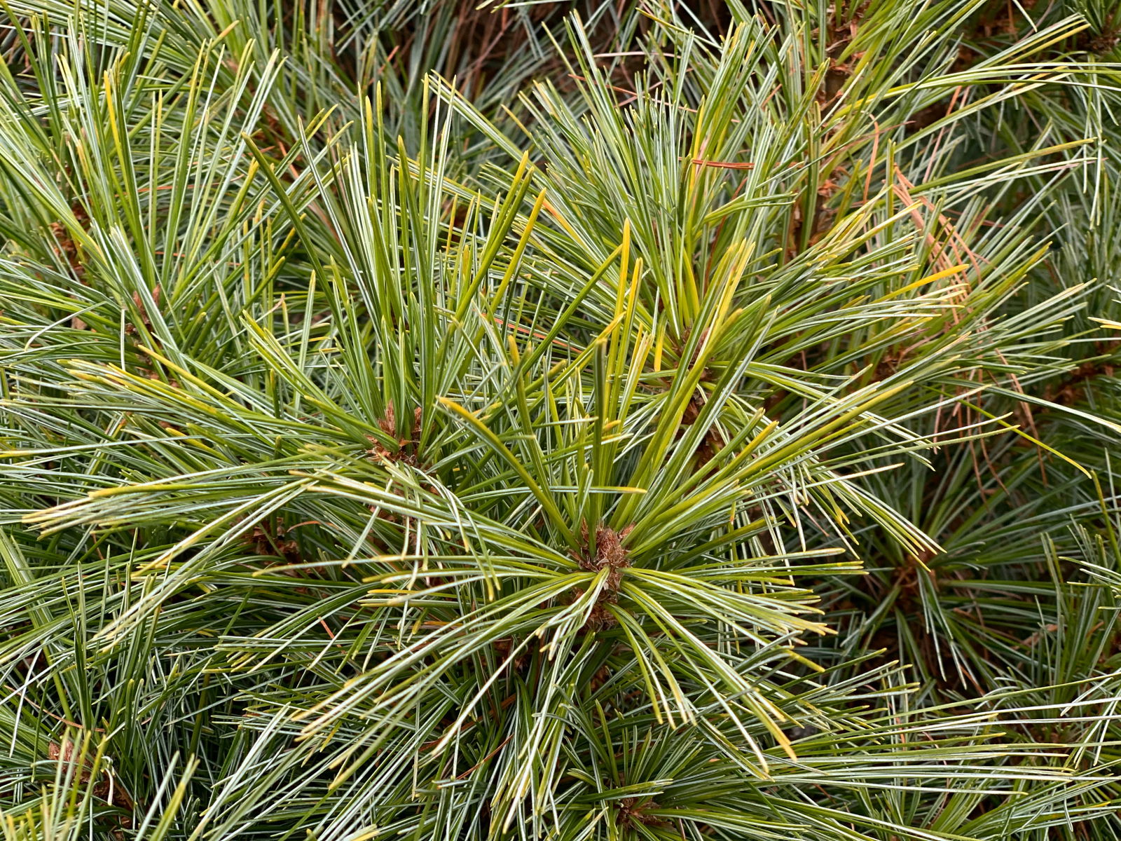 Buy Pinus strobus 'Biltmore Blue' Dwarf White Pine — Mr Maple │ Buy ...